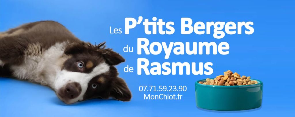 Accueil - Elevage Des Ptits Bergers Du Royaume De Rasmus - eleveur de ...